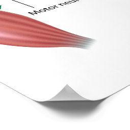 Somatic reflex, labeled diagram. poster | Zazzle