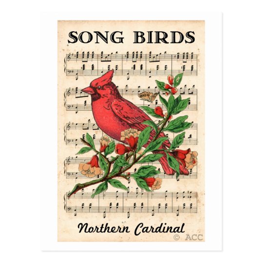 Song Birds Northern Cardinal Postcard | Zazzle.com