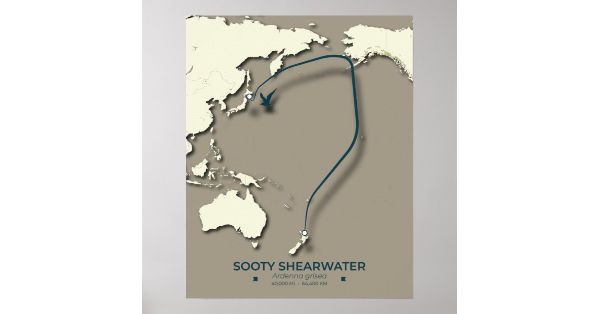 Sooty Shearwater Migration Map – Minimalist Poster | Zazzle