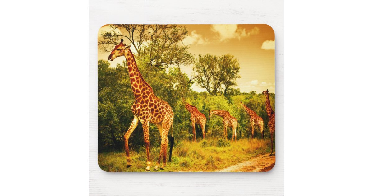 South African giraffes Mouse Pad | Zazzle