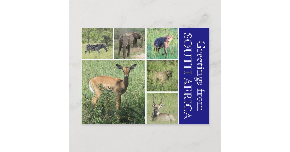 south african greetings postcard | Zazzle
