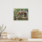South America, Ecuador, Amazon. Ocelot Poster | Zazzle