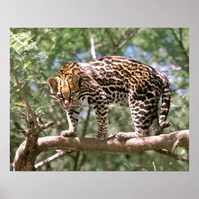 South America, Ecuador, Amazon. Ocelot Poster | Zazzle