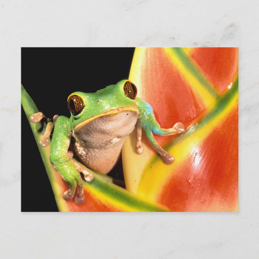 South America, Ecuador, Amazon. Tree frog Postcard | Zazzle