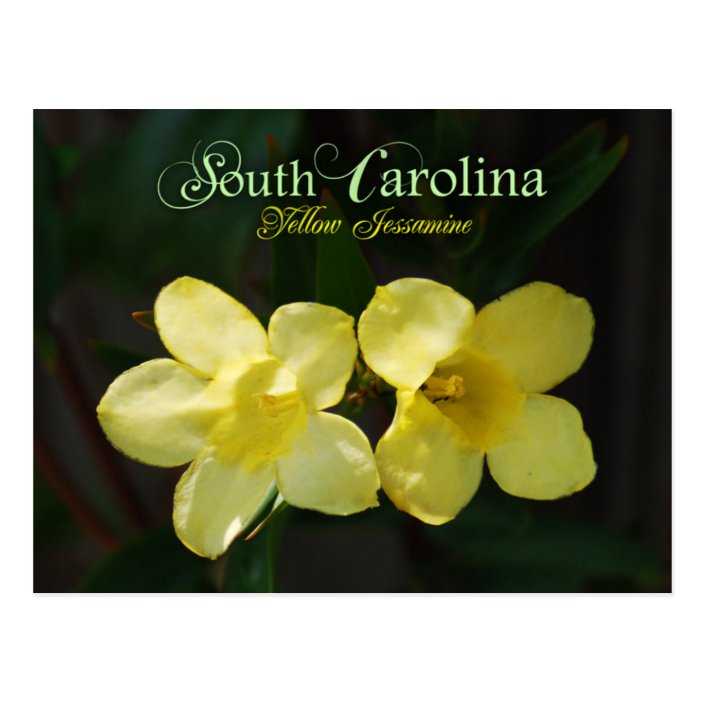 South Carolina State Flower: Yellow Jessamine Postcard | Zazzle.com