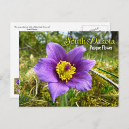 South Dakota State Flower: Pasque Flower Postcard | Zazzle