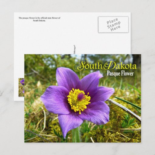 South Dakota State Flower: Pasque Flower Postcard | Zazzle