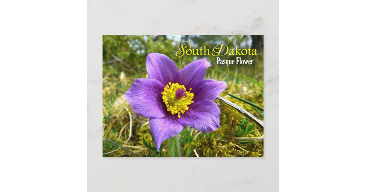 South Dakota State Flower: Pasque Flower Postcard | Zazzle