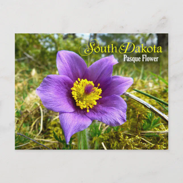 South Dakota State Flower: Pasque Flower Postcard | Zazzle
