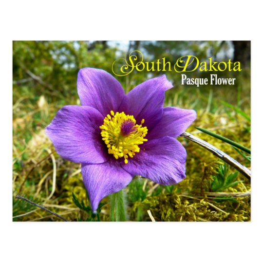 South Dakota State Flower: Pasque Flower Postcard | Zazzle.com