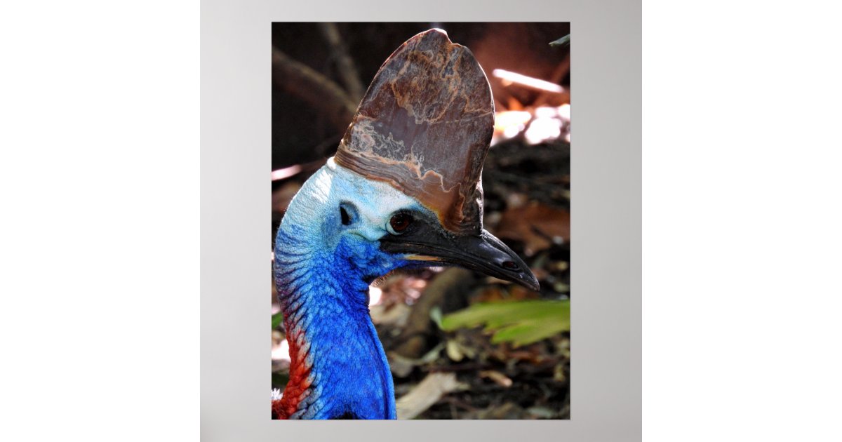 Southern Cassowary Poster | Zazzle
