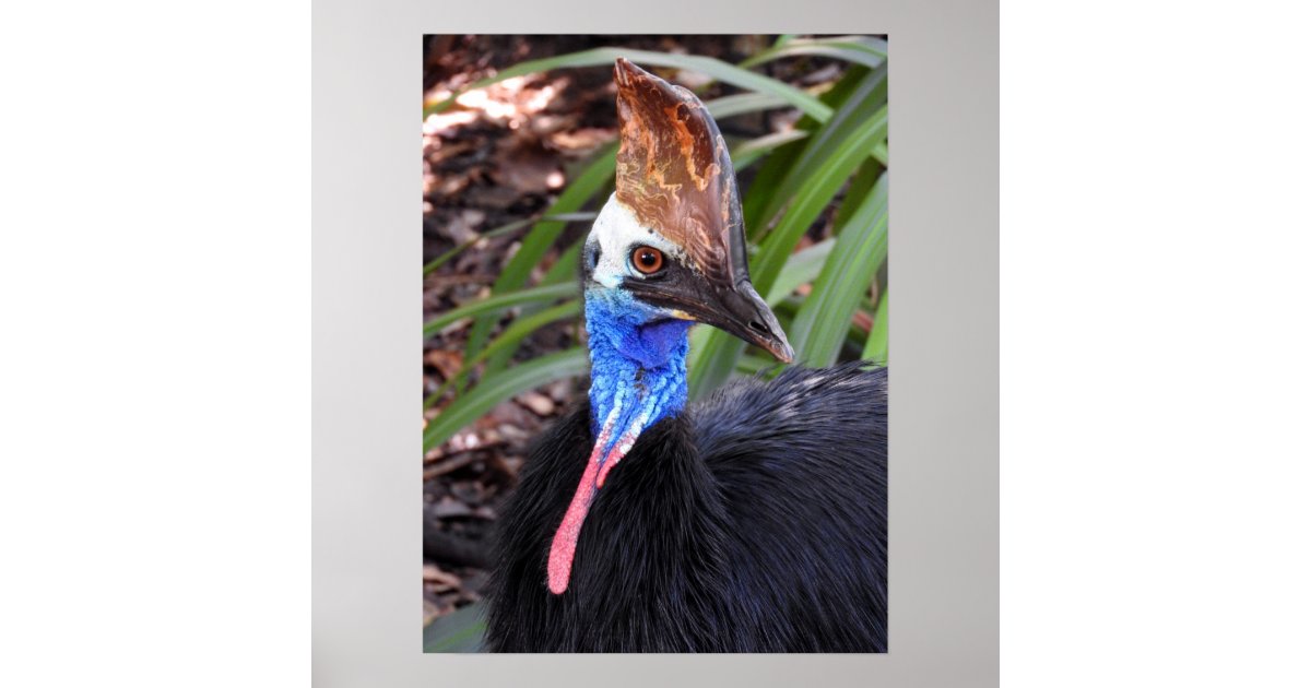Southern Cassowary Poster | Zazzle
