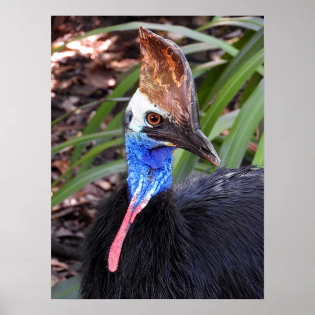 Southern Cassowary Poster | Zazzle