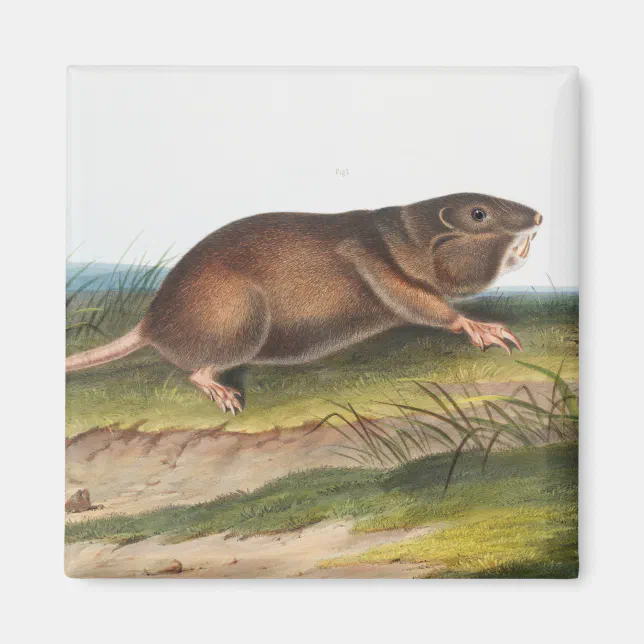 Southern Pouched Rat, Shrew Mole Illustration Magnet | Zazzle