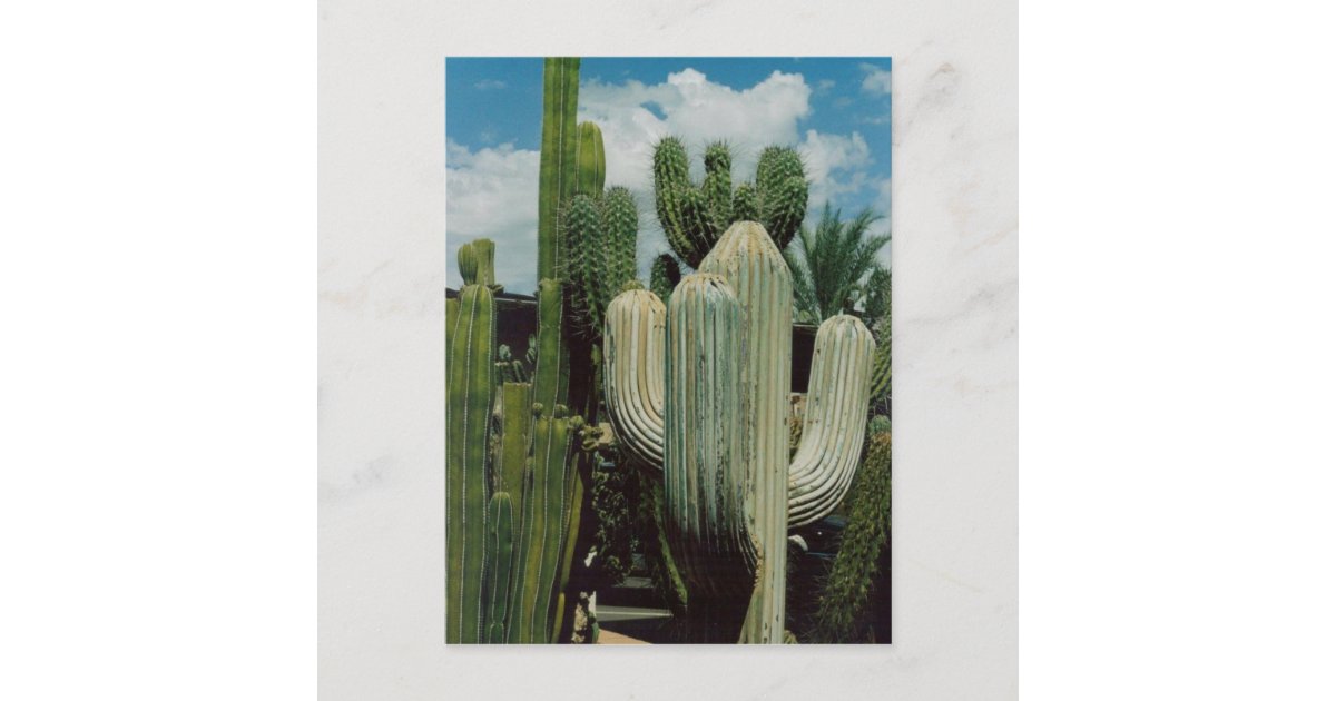 Southwest Cactus Postcard | Zazzle