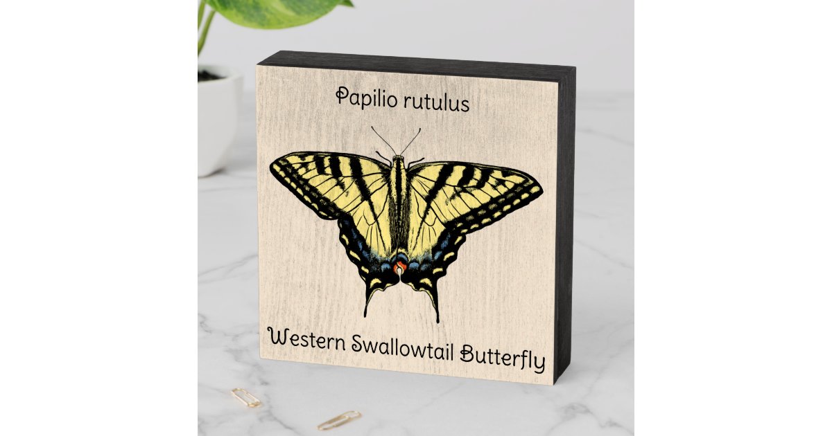 Southwest Yellow Swallowtail Butterfly Personalize Wooden Box Sign | Zazzle