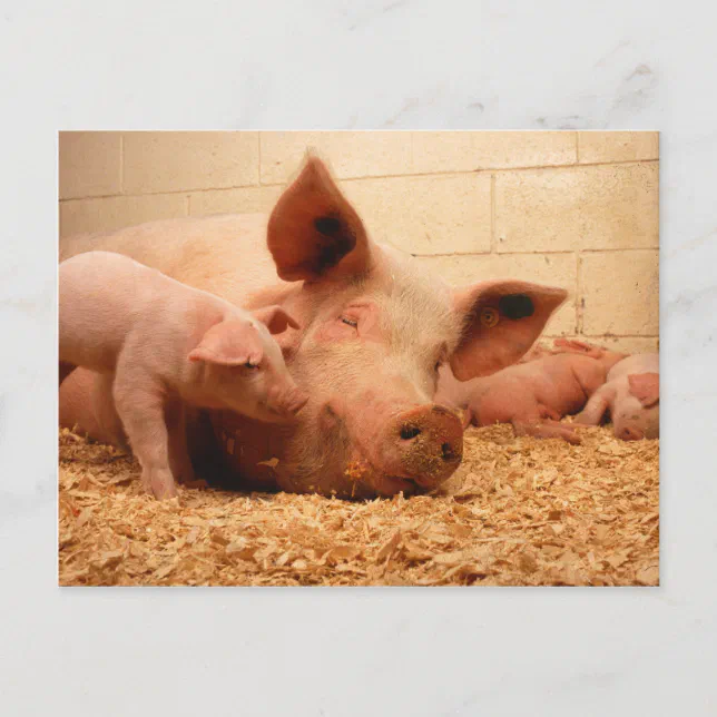 Sow and piglets postcard | Zazzle