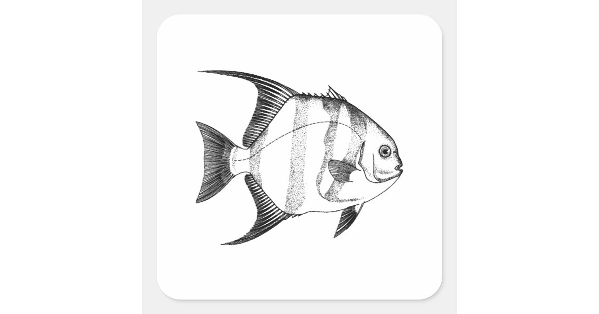 Spadefish Illustration Square Sticker | Zazzle