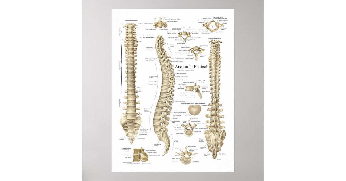 Spanish Anatomia Espinal Spine Anatomy Chart | Zazzle