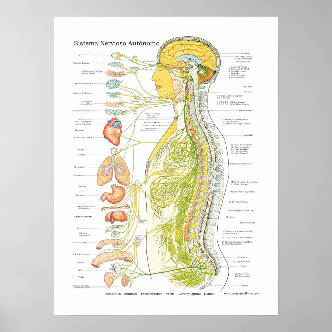 Spanish Autonomic Nervous System Poster | Zazzle