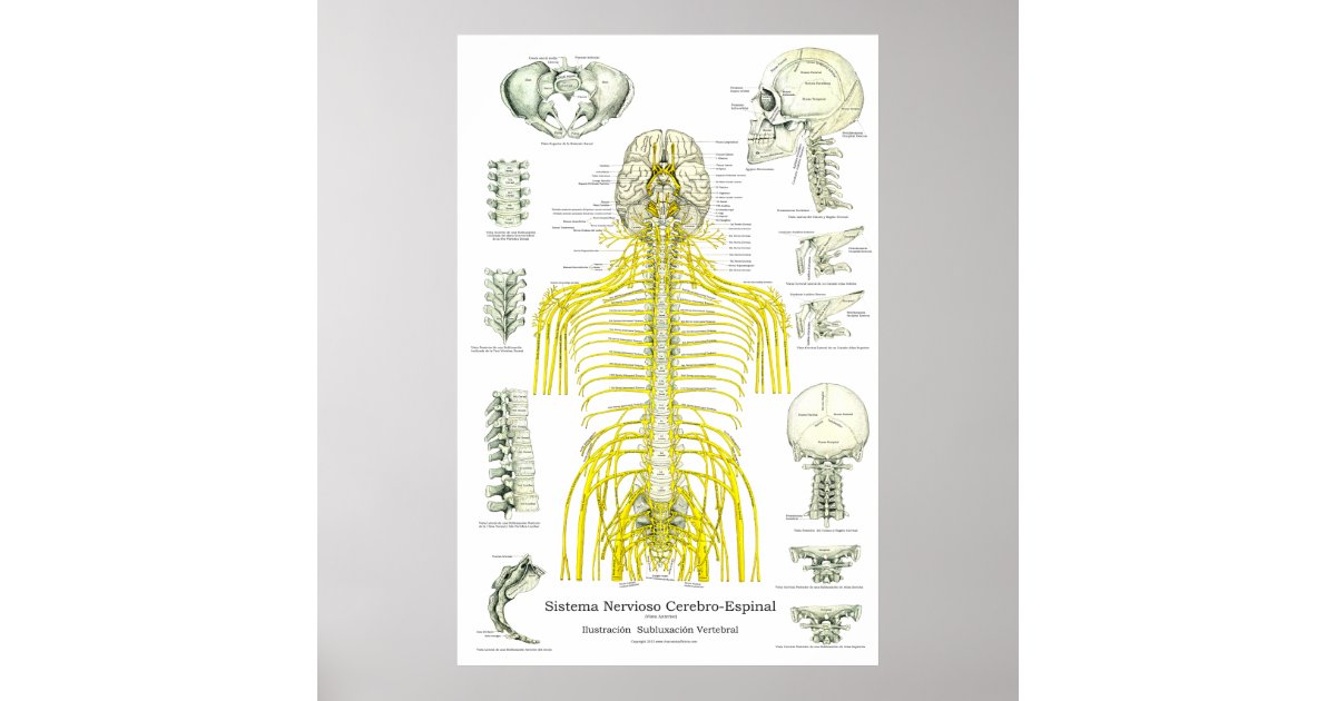 Spanish Spinal Nerves Subluxations Chiropractic Poster | Zazzle