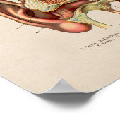 Spanish Vintage Anatomy Print Ear | Zazzle