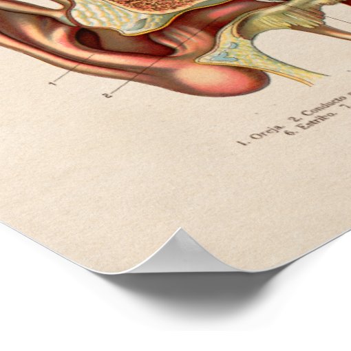 Spanish Vintage Anatomy Print Ear | Zazzle