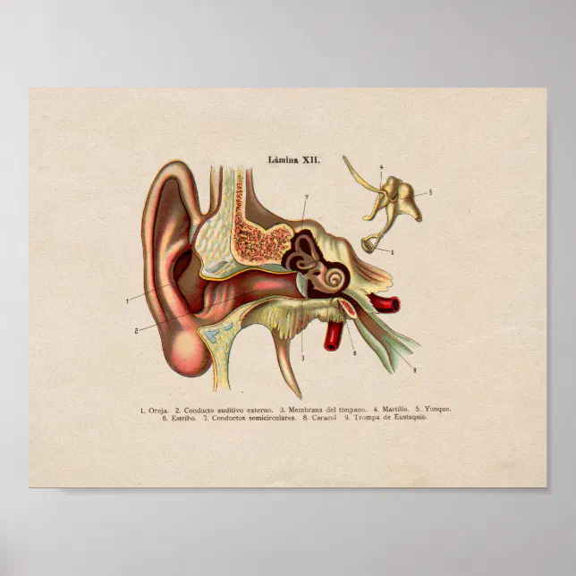 Spanish Vintage Anatomy Print Ear | Zazzle