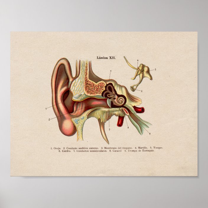 Spanish Vintage Anatomy Print Ear | Zazzle.com