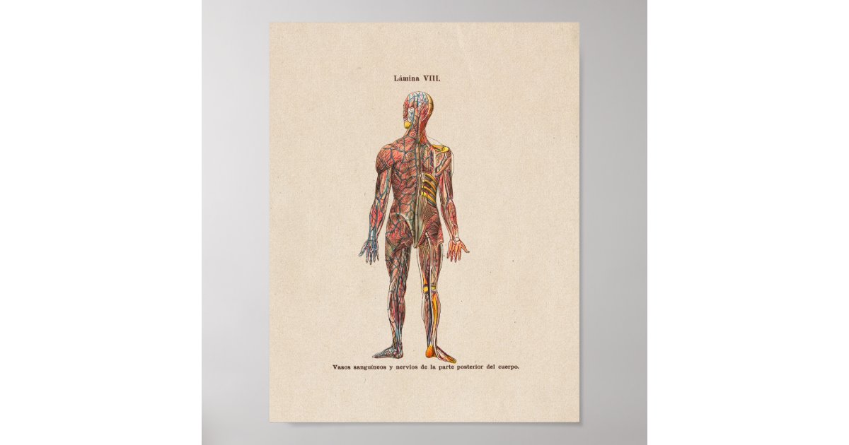 Spanish Vintage Anatomy Print Nervous System | Zazzle