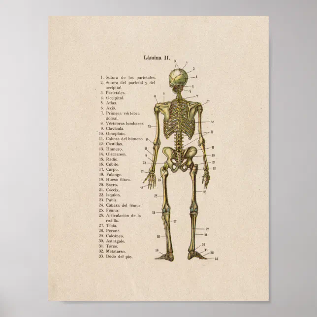Spanish Vintage Anatomy Print Skeleton Bones | Zazzle