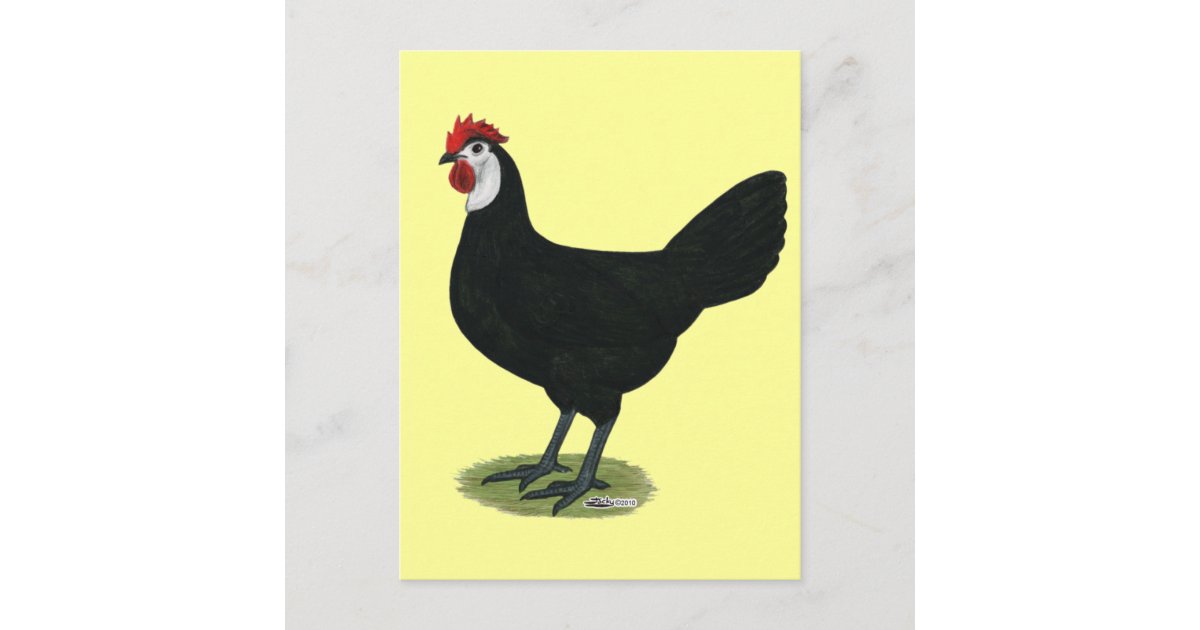 Spanish: White-faced Hen Postcard | Zazzle