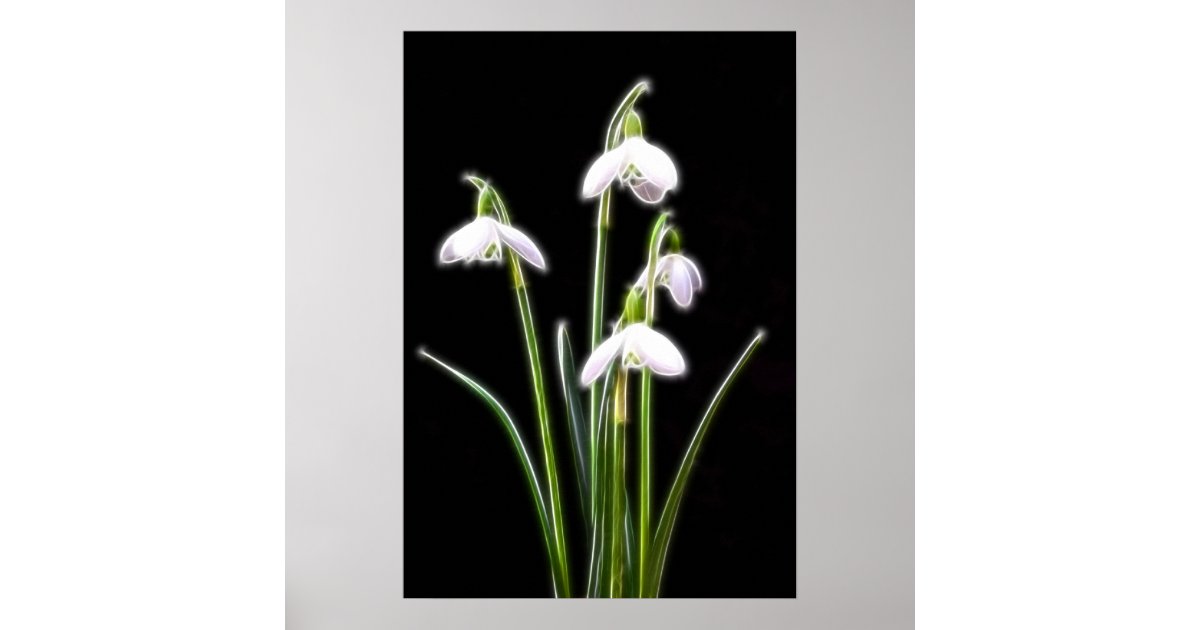 Sparkling Snowdrops print | Zazzle