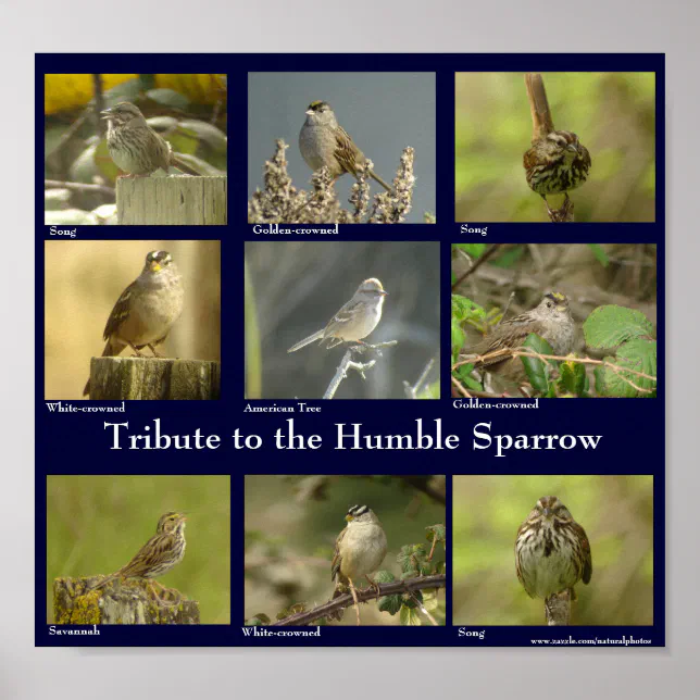 Sparrow Poster | Zazzle