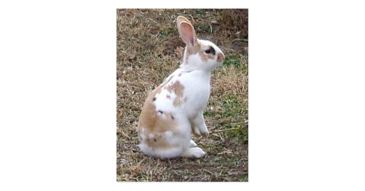 Speckled Bunny Rabbit Postcard | Zazzle.com