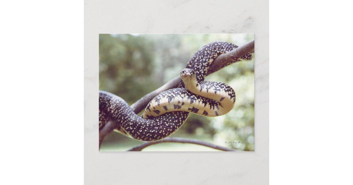 Speckled King Snake Postcard | Zazzle