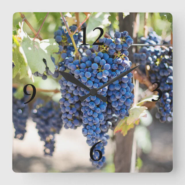 spectacular purple grapes square wall clock | Zazzle