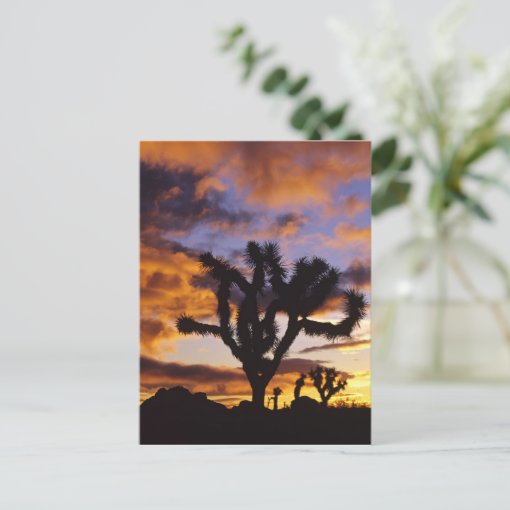 Spectacular Sunrise at Joshua Tree National Park Postcard | Zazzle