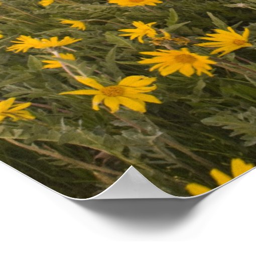 Spectacular wildflower meadow at sunrise in the poster | Zazzle
