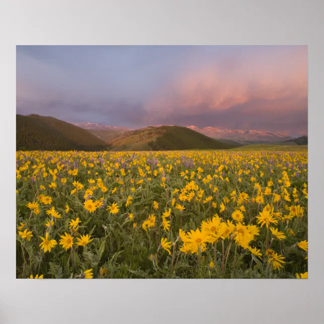 Spectacular wildflower meadow at sunrise in the poster | Zazzle