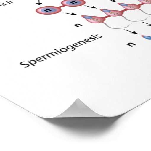 Spermatogenesis Poster | Zazzle