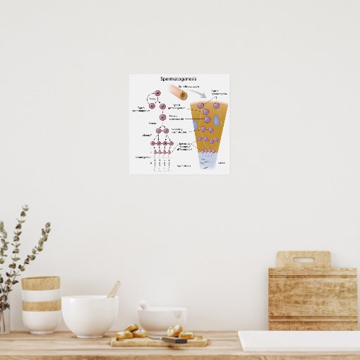 Spermatogenesis Poster | Zazzle