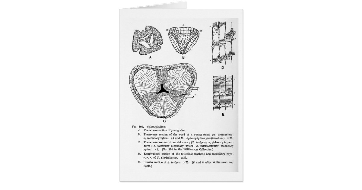 Sphenophyllum art card | Zazzle