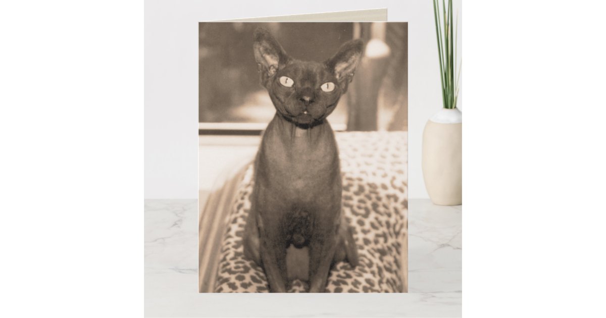 Sphynx Devon Rex Cat Large Sepia Photograph Card | Zazzle