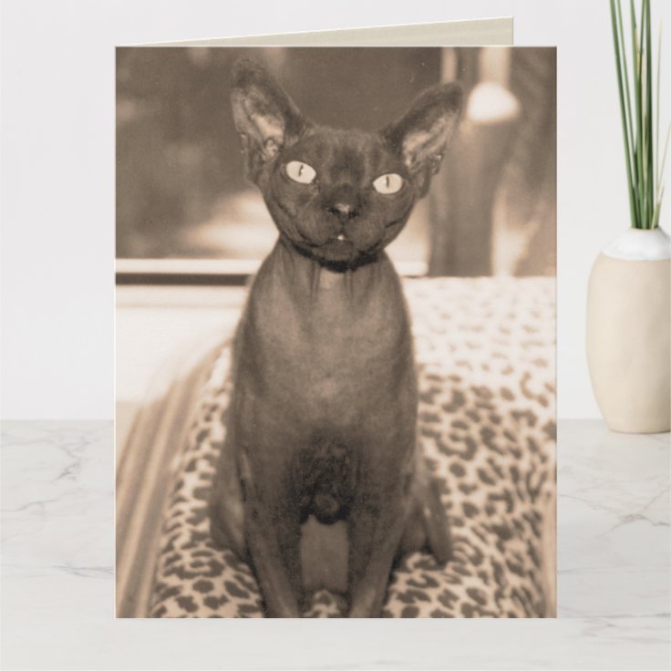 Sphynx Devon Rex Cat Large Sepia Photograph Card | Zazzle