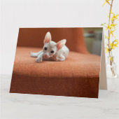 SPHYNX HAIRLESS CAT BIRTHDAY GREETING CARDS | Zazzle