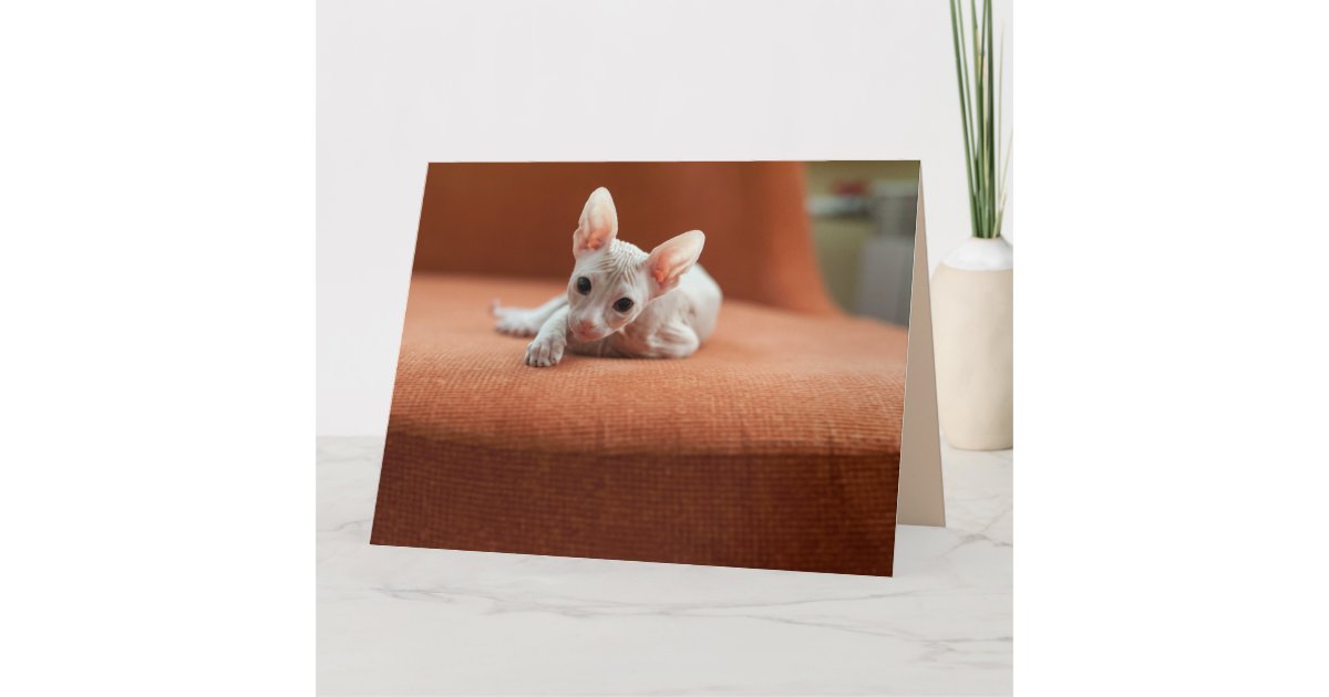 SPHYNX HAIRLESS CAT BIRTHDAY GREETING CARDS | Zazzle