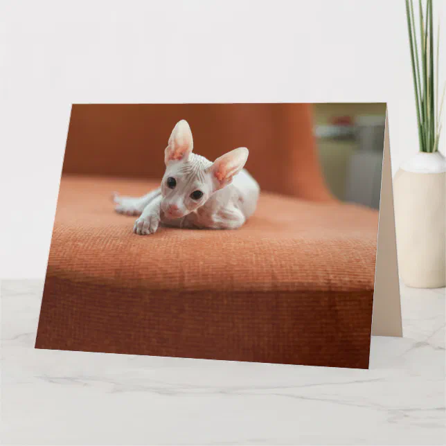 SPHYNX HAIRLESS CAT BIRTHDAY GREETING CARDS | Zazzle