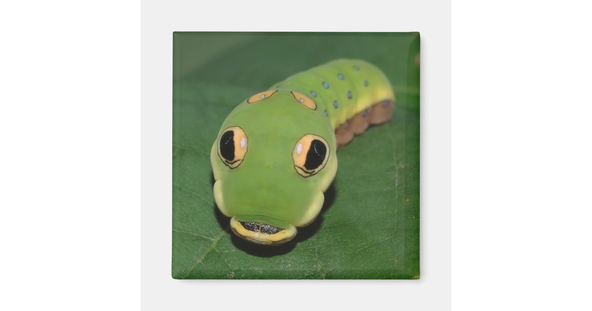 Spicebush Swallowtail caterpillar Magnet | Zazzle