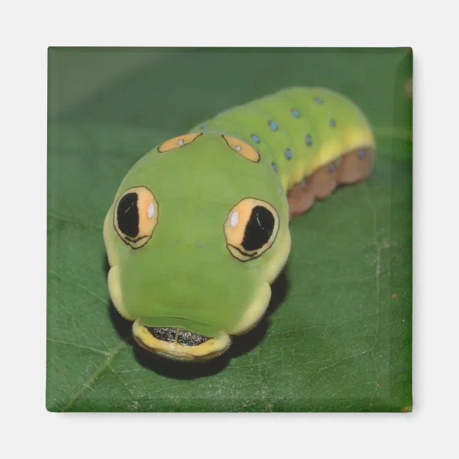 Spicebush Swallowtail caterpillar Magnet | Zazzle